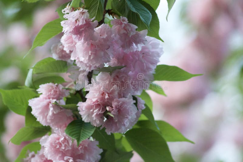 Pink flowers stock image. Image of pink, tree, green - 94831375