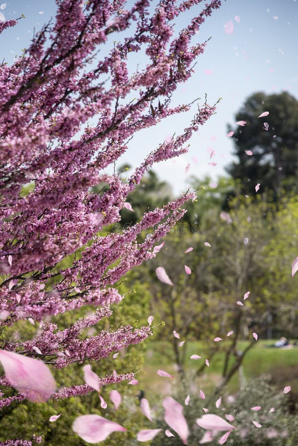 Pink Flowers Tree in Madrid Stock Image - Image of boulevard, afternoon ...