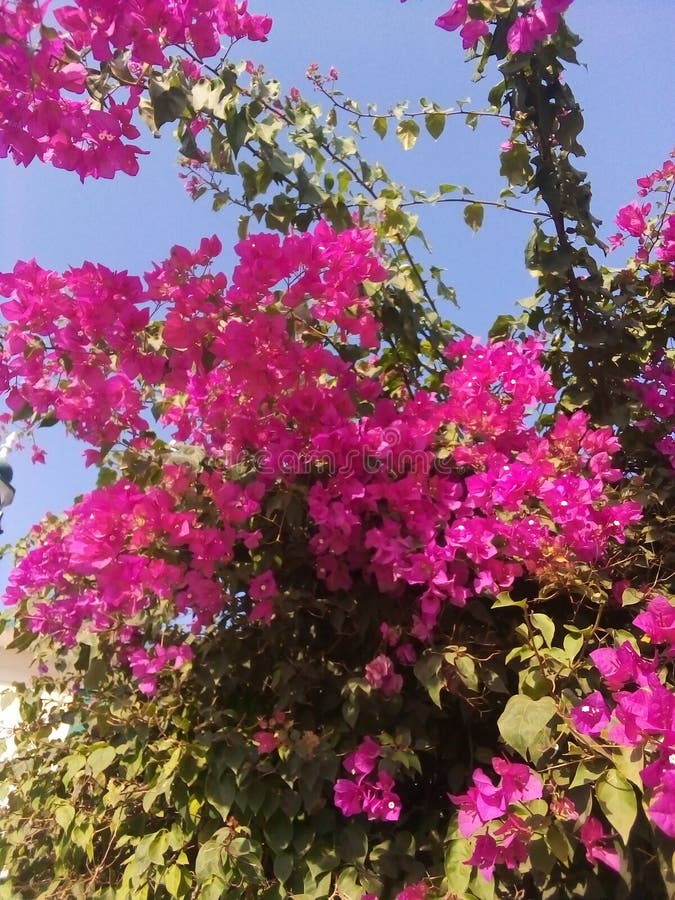Pink Flowers Tree Outside Park Stock Photo - Image of lilac, produce ...