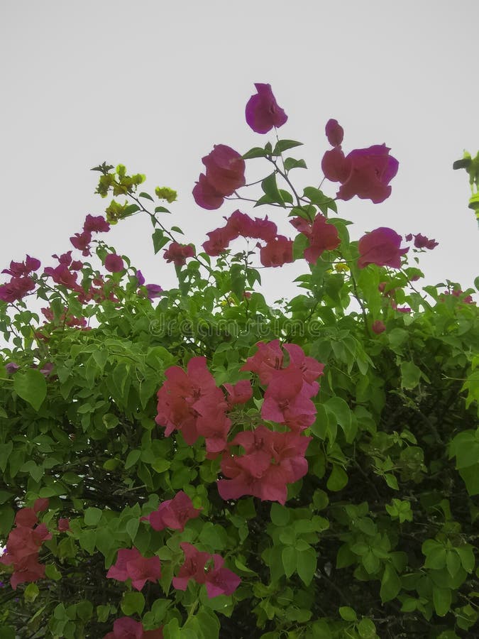 Pink Flowers on the Tree Tops Stock Photo - Image of fashion, flowers ...
