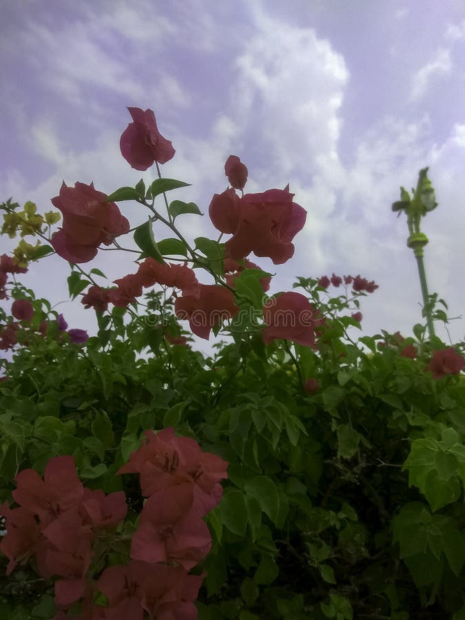 Pink Flowers on the Tree Tops and White Cloud Stock Photo - Image of ...