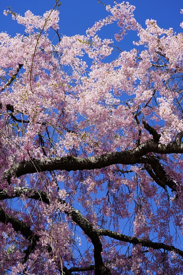 Pink Flowers on Trees in the Spring Time Stock Photo - Image of trees ...
