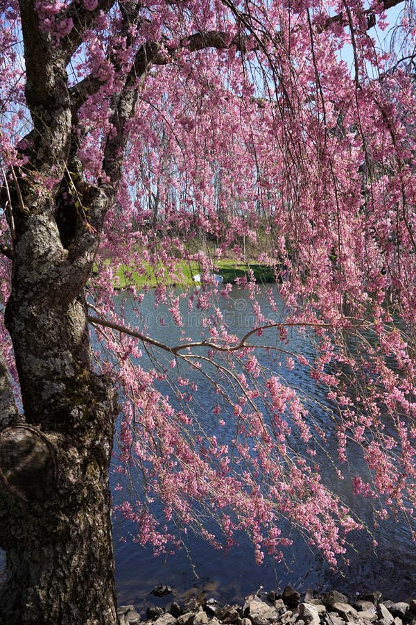 Pink Flowers on Trees in the Spring Time Stock Photo - Image of ...