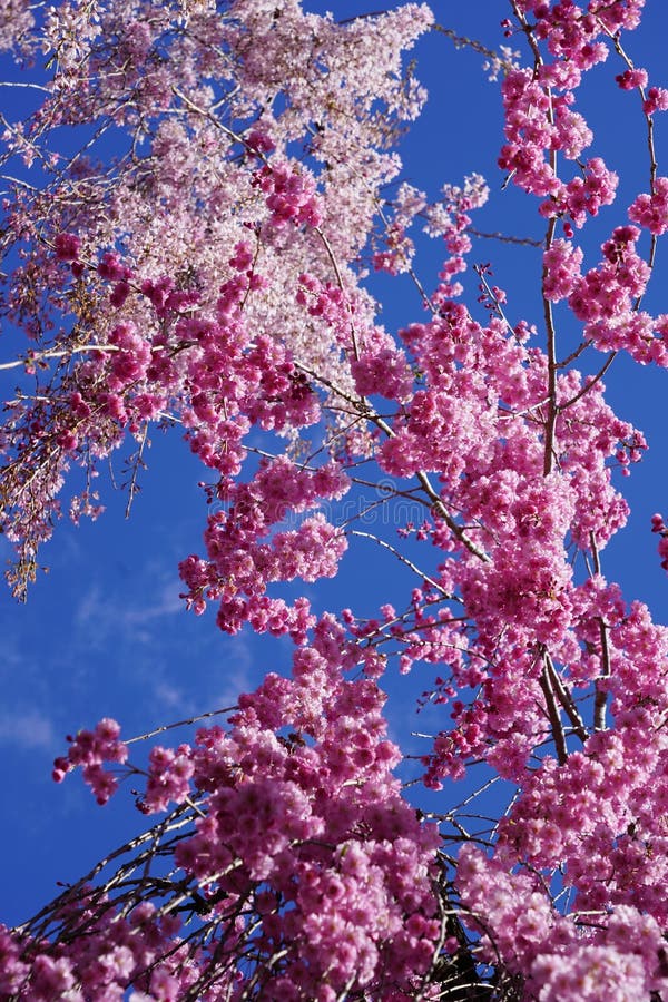 Pink Flowers on Trees in the Spring Time Stock Photo - Image of pink ...