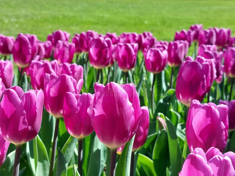 Pink Flowers - Tulips in Park. Spring Stock Photo - Image of flowerbed ...