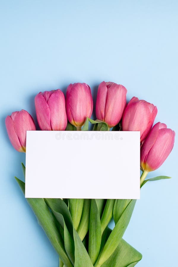 Pink Flowers Tulips and Present Card on a Blue Background Stock Photo ...