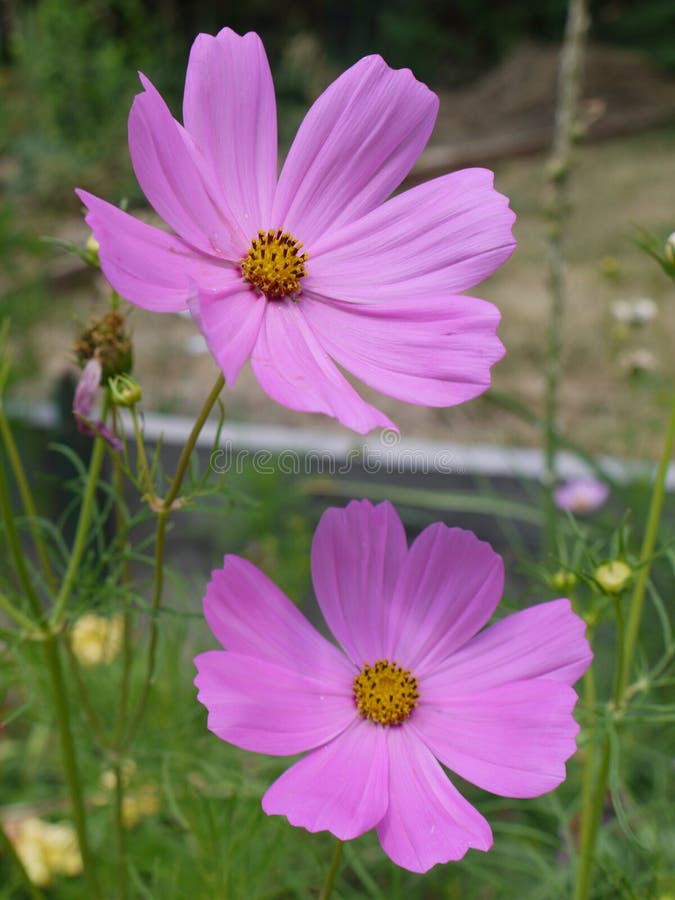 Pink flowers stock image. Image of botany, colours, colorful - 50941959