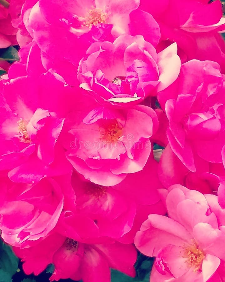 Pink flowers stock photo. Image of pink, bright, unique - 96715452