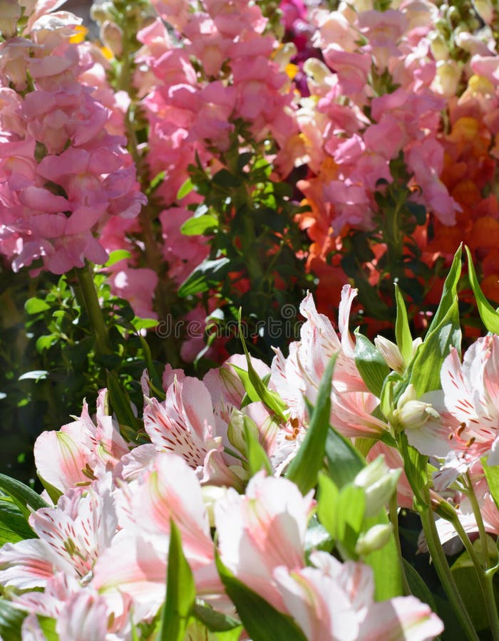 Pink Flowers in a Vertical Format Stock Image - Image of horizontal ...