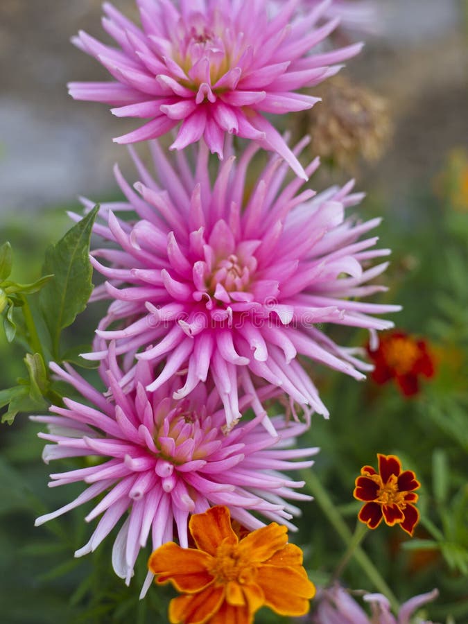 Pink flowers stock photo. Image of invitation, pastel - 221509280