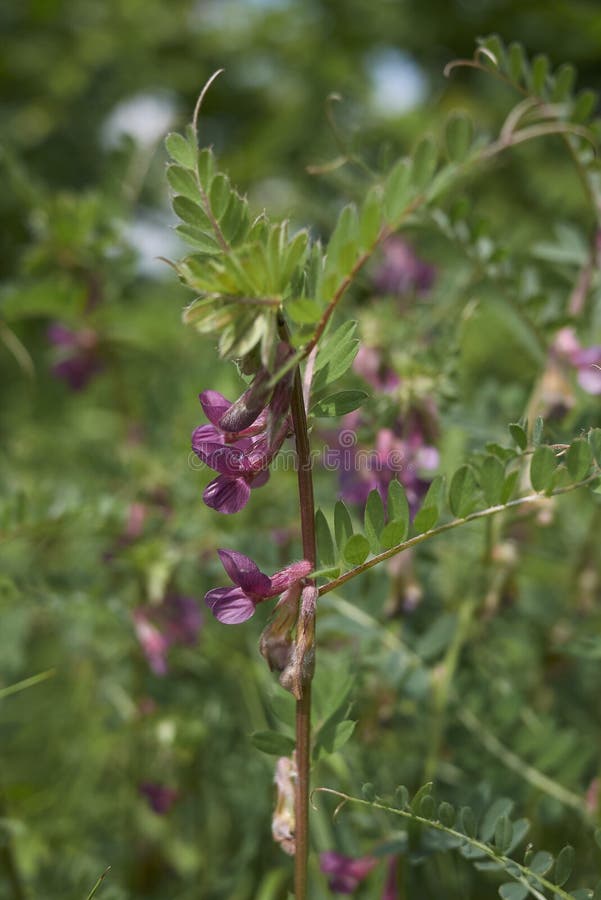 Vicia pannonica plants stock image. Image of hungarian - 122312593