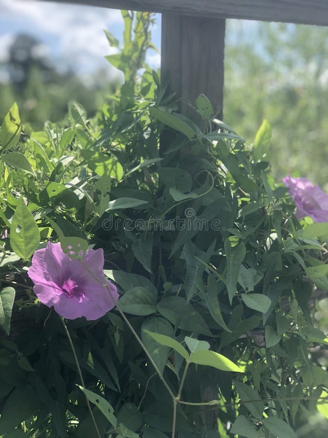 Pink flowers on vine stock photo. Image of bridge, vine - 120192884