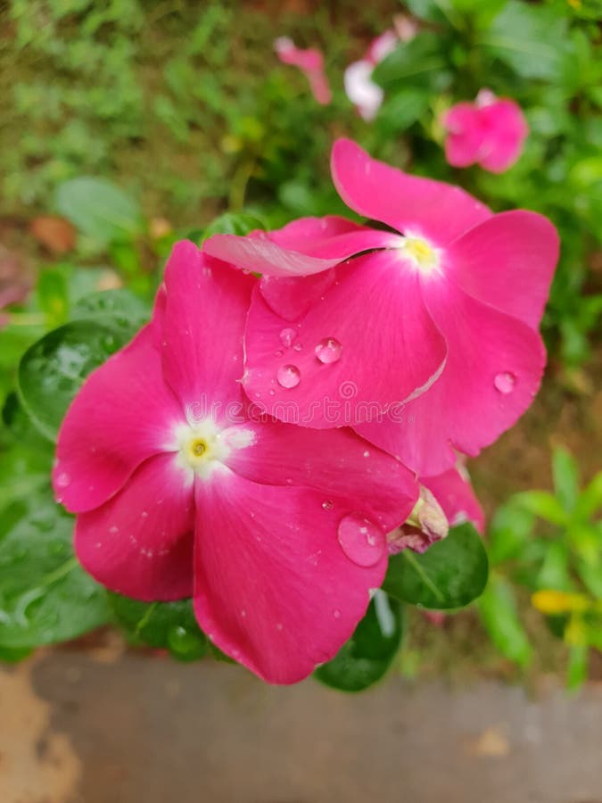 Pink Flowers stock image. Image of drop, flowers, water - 123519011