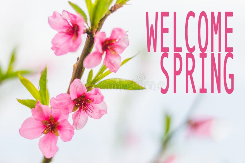 Pink Flowers with Welcome Spring Text Stock Image - Image of design ...