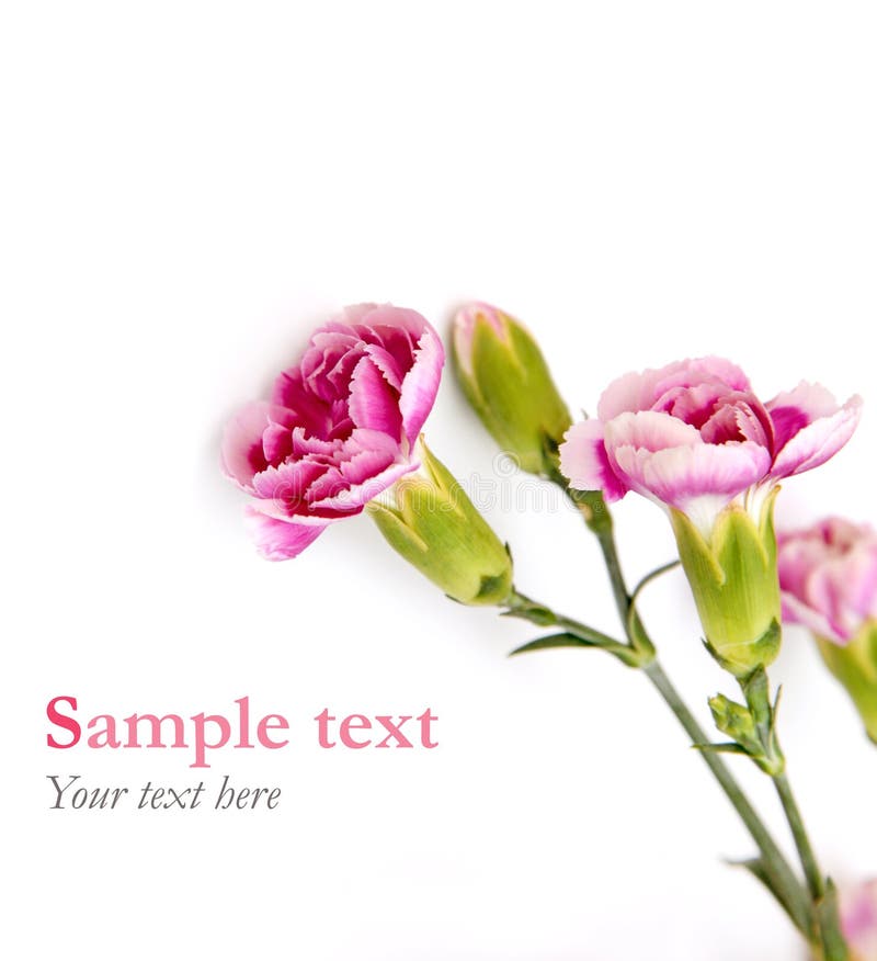 Pink Flowers on White Background with Sample Text (minimal Style) Stock ...