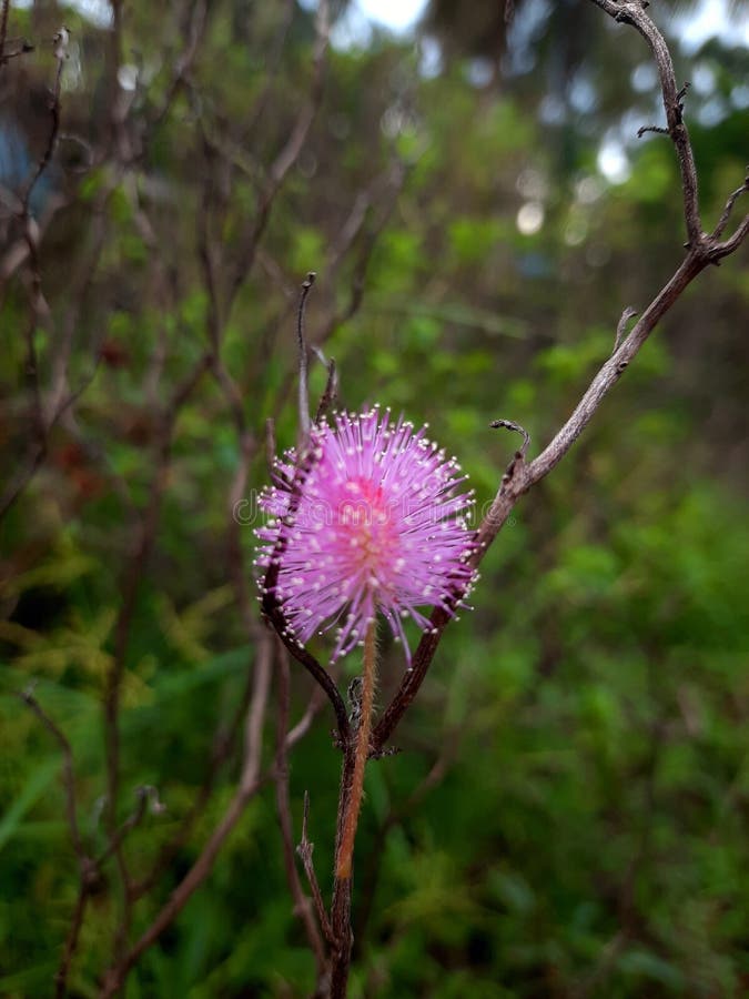 Pink Flowers with White Powder on Each Flower Stock Image - Image of ...