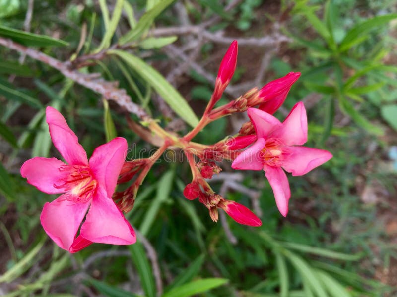 Pink flowers stock photo. Image of bulbs, pink, fliwers - 55440786