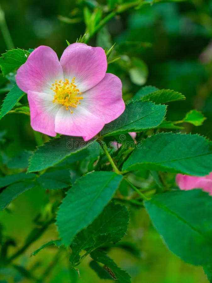 Pink flowers of wild rose stock image. Image of pink - 153695583