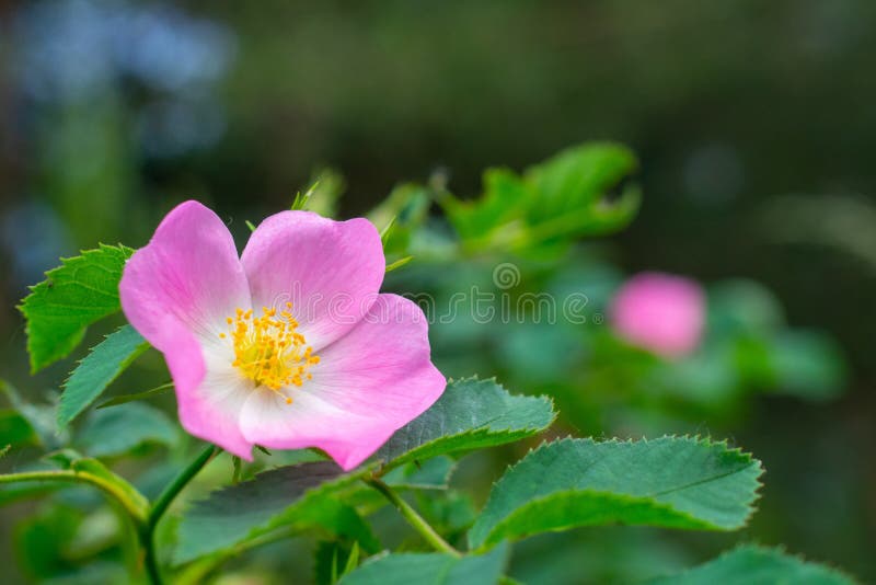 Pink flowers of wild rose stock image. Image of season - 153695589