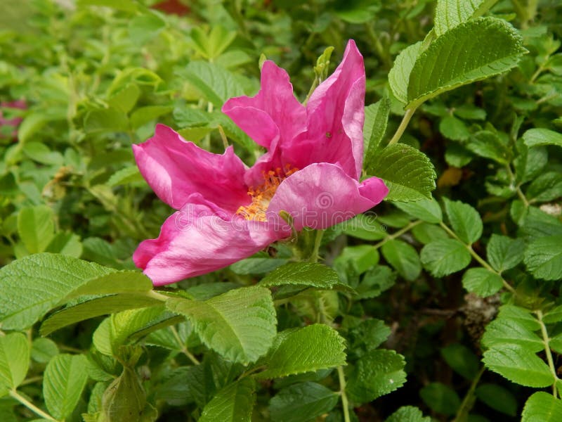 Pink Flowers of Wild Rose Shrub Close Up Stock Photo - Image of botany ...