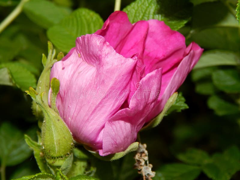 Pink Flowers of Wild Rose Shrub Close Up Stock Image - Image of color ...