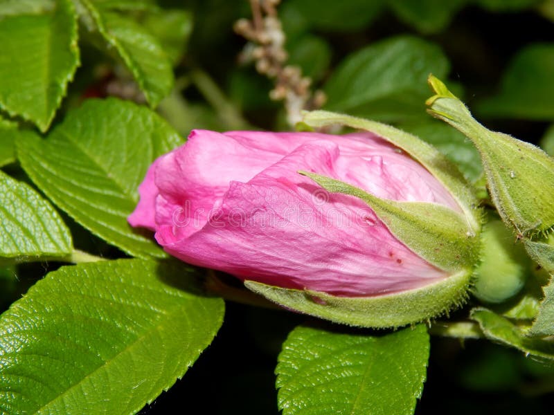 Pink Flowers of Wild Rose Shrub Close Up Stock Image - Image of beauty ...
