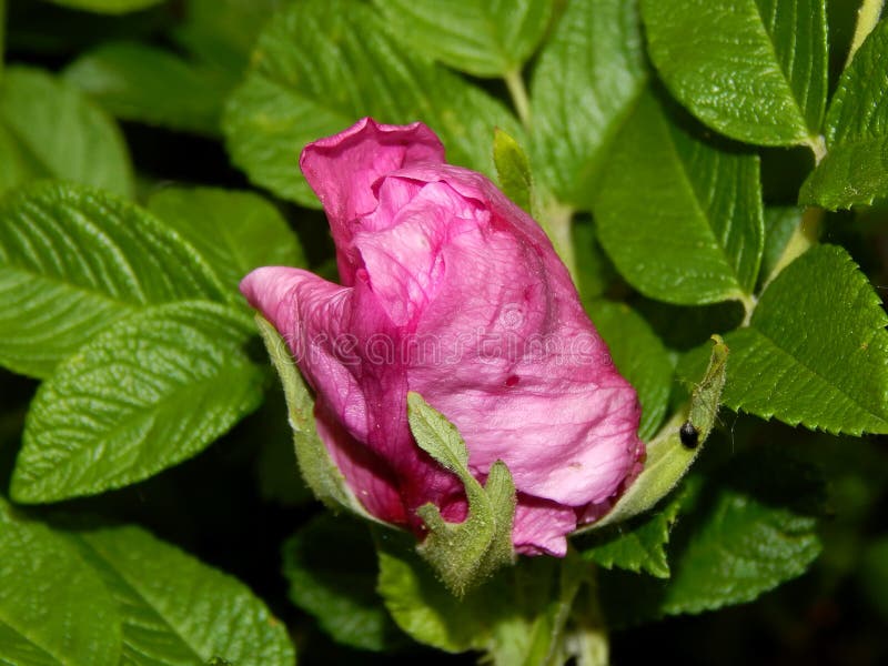 Pink Flowers of Wild Rose Shrub Close Up Stock Photo - Image of bloom ...