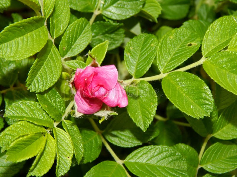 Pink Flowers of Wild Rose Shrub Close Up Stock Image - Image of blossom ...