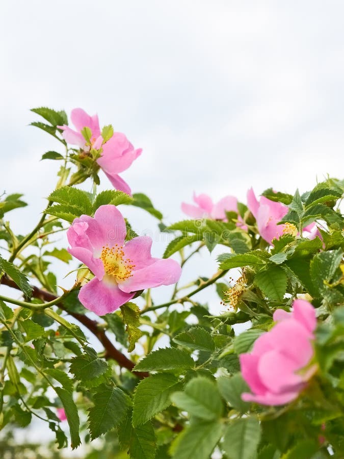 Pink flowers of wild roses stock photo. Image of ornamental - 28008072