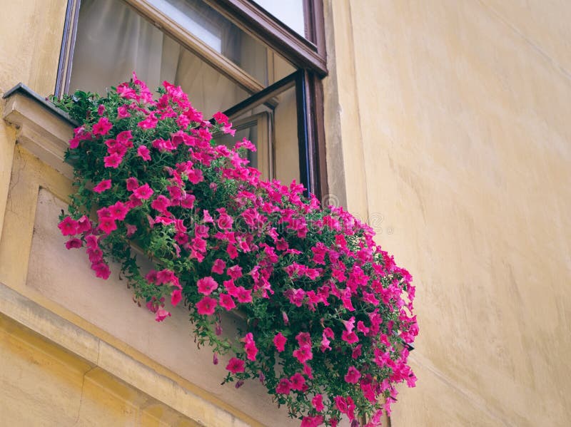 Pink Flowers in Window stock image. Image of exterior - 147426805