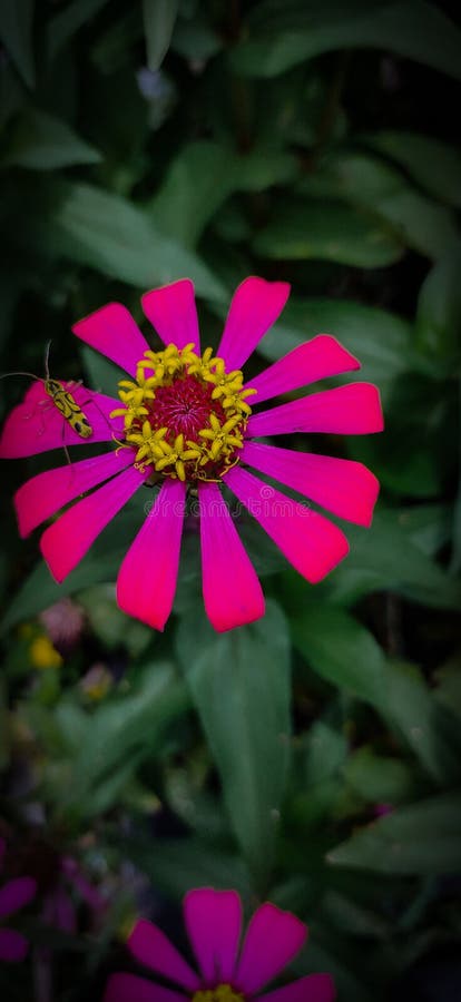 Pink Flowers and Yellow Insects Stock Image - Image of daisy, flowers ...