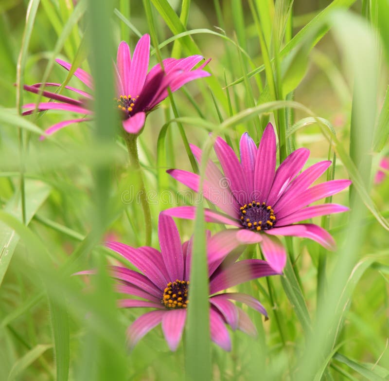 Pink flowes stock image. Image of beauty, love, flowers - 52653345