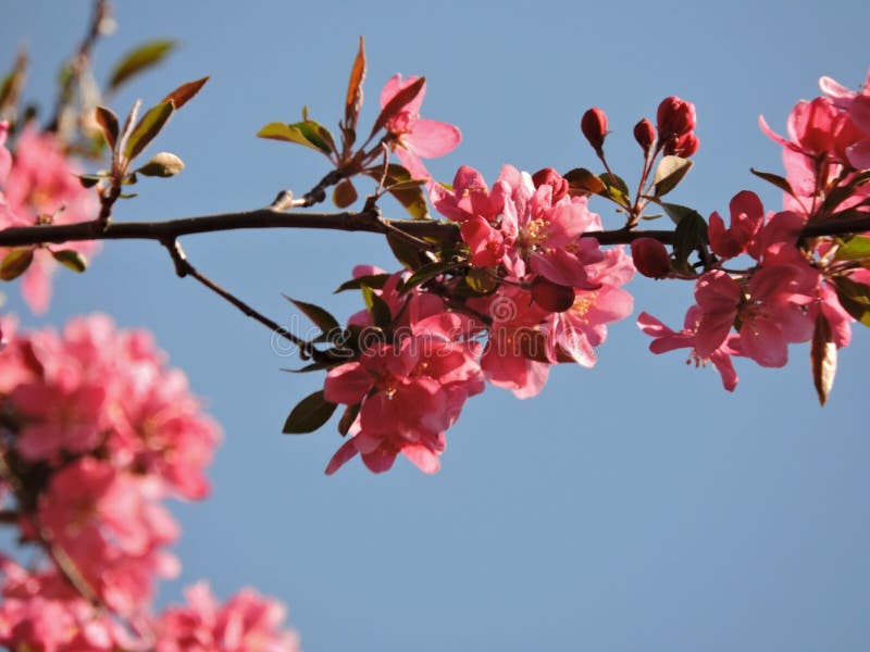 Pink flowes stock photo. Image of april, spring, flowes - 91574554