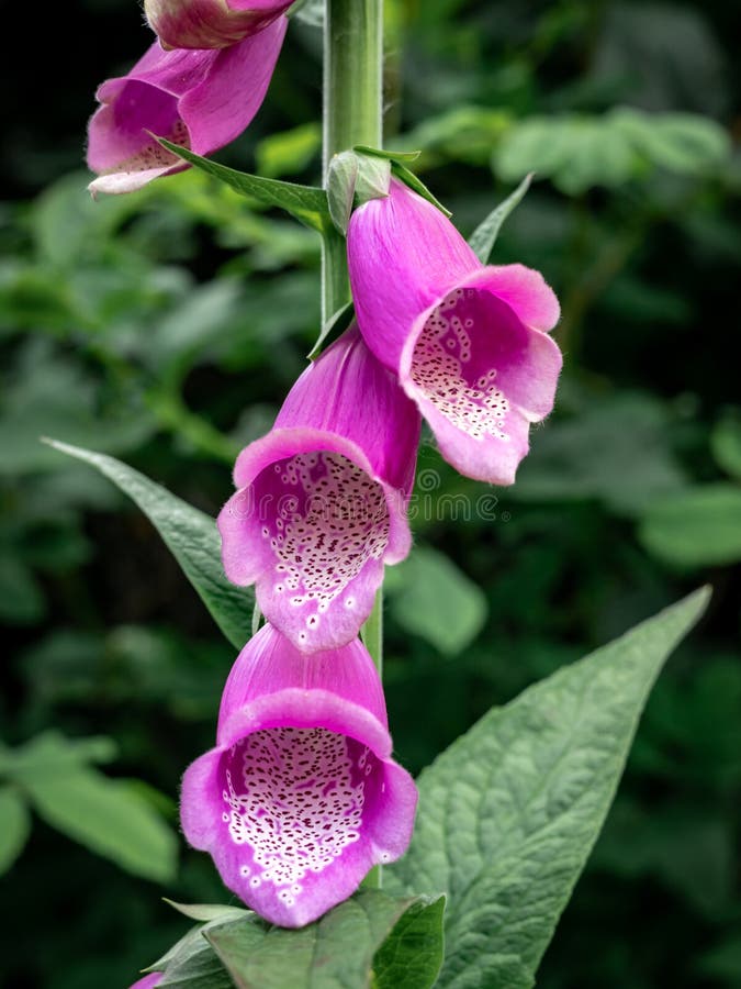 Pink Flowwrs of Common Foxglove (Digitalis). Stock Photo - Image of ...