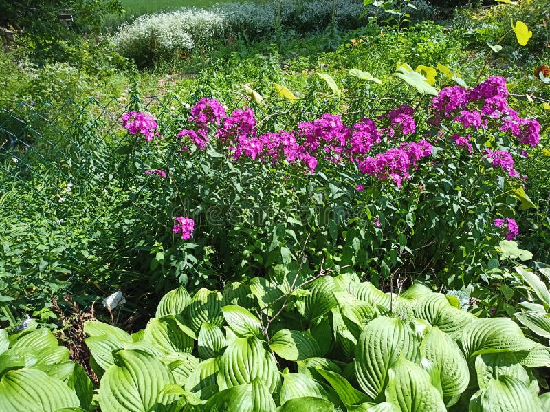 Pink flox flowers stock photo. Image of phlox, summer - 95975442