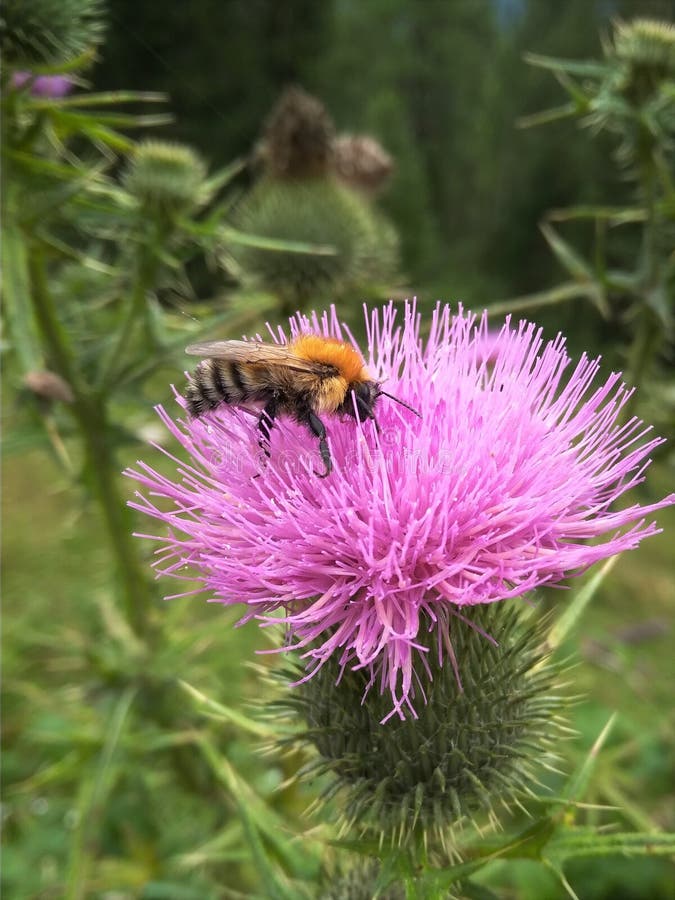 Little Bumblebee on a Pink Flower. Stock Photo - Image of plant, summer ...