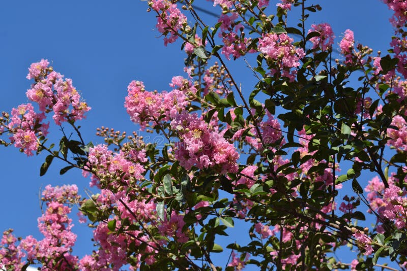 Bunches Of Fluffy Petals Of Pink Red Powder Puff Flowering Plant, Known ...