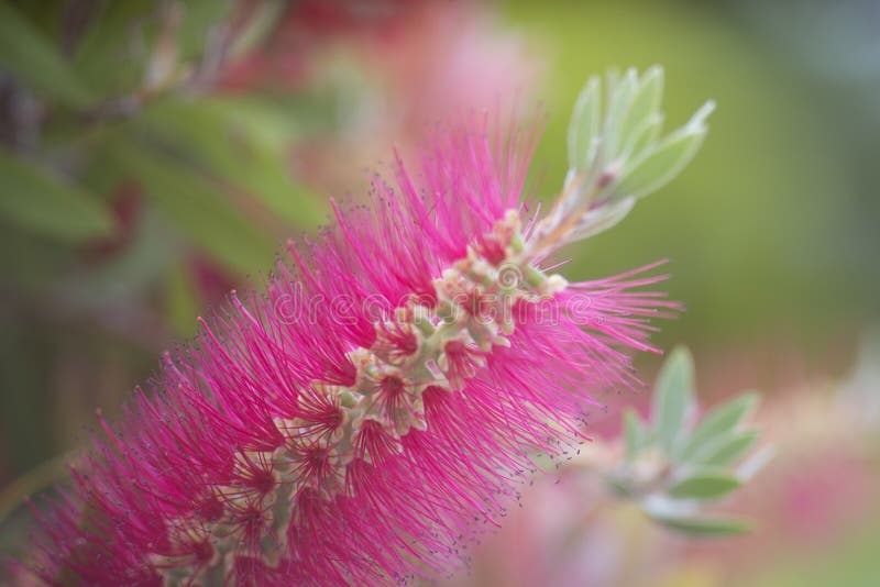 Pink fluffy flowers stock photo. Image of season, nature - 108169400