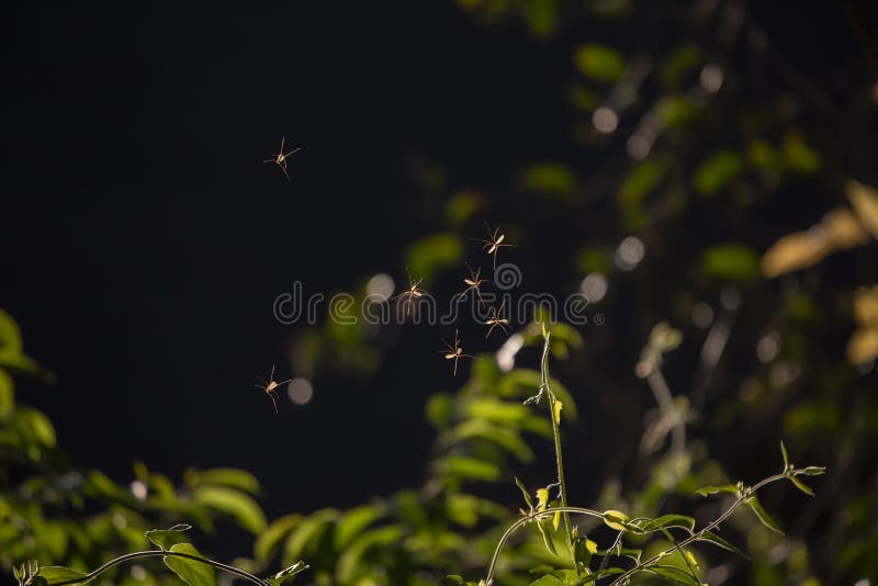 Pink Flying Bugs stock image. Image of ecology, exoskeleton - 291171417