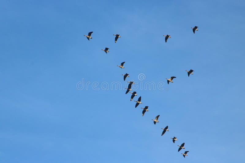 Pink-footed Geese Flying in Formation, Blue Sky Stock Image - Image of ...