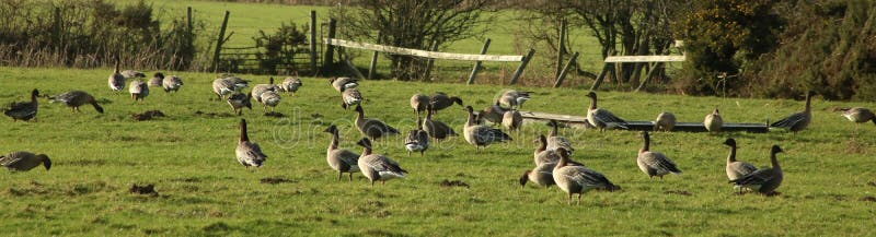 Pink-footed Geese on Ground in Field in Winter Stock Image - Image of ...