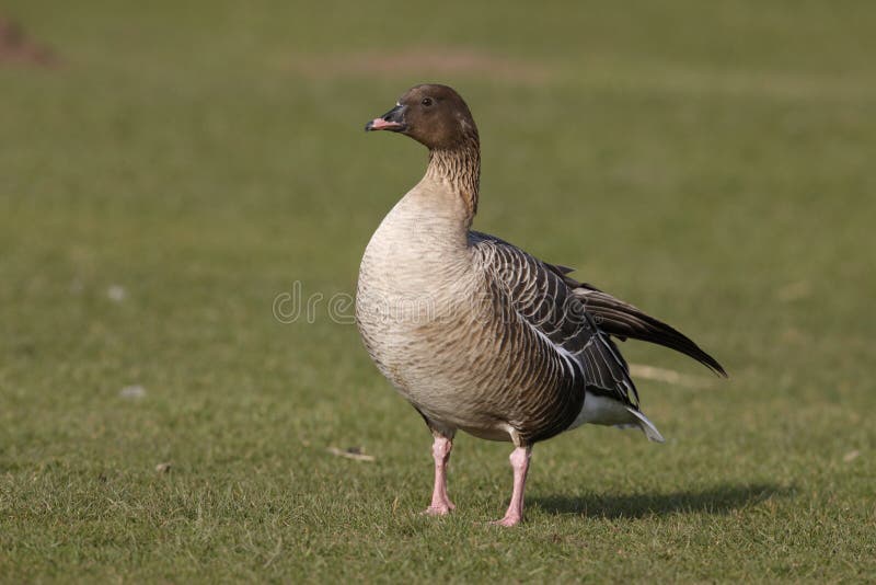 Pink-footed Goose, Anser Brachyrhynchus Stock Photo - Image of british ...