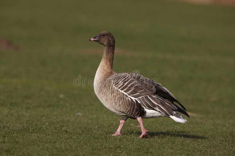 Pink-footed Goose, Anser Brachyrhynchus Stock Image - Image of ...