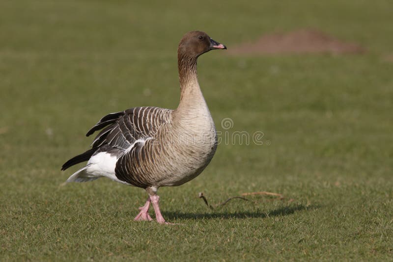 Pink-footed Goose, Anser Brachyrhynchus Stock Photo - Image of goose ...