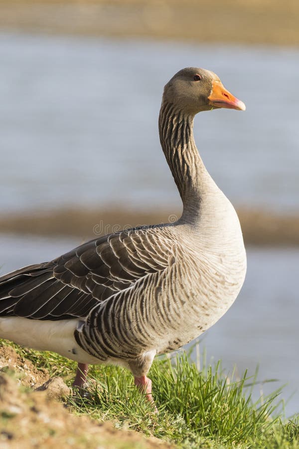 Pink footed Goose stock photo. Image of ornithology, water - 55222030