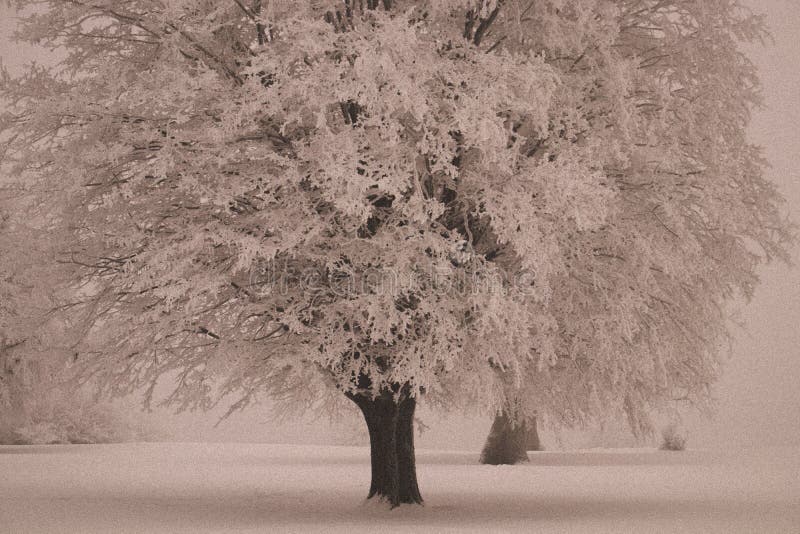Pink Forest on Winter Time, Grain Effect Stock Image - Image of forest ...