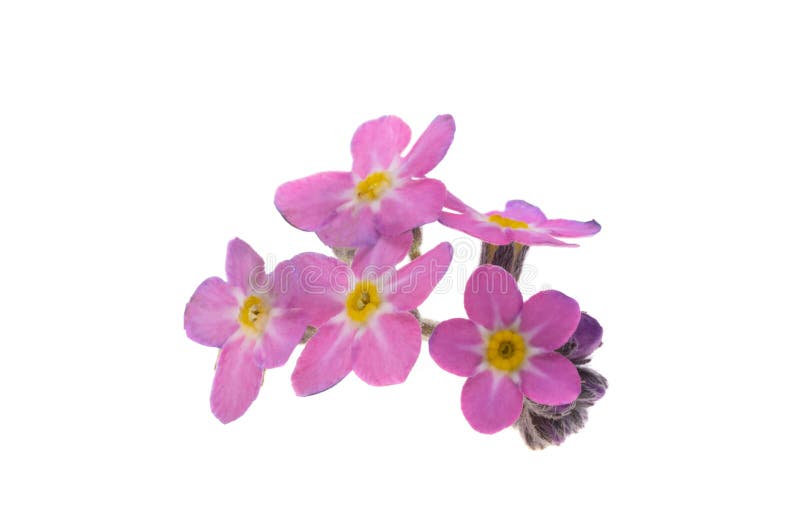 Pink Forget-me-not Isolated Stock Photo - Image of natural, botanical ...