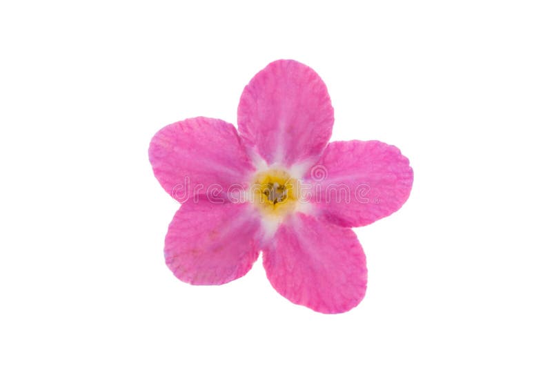 Pink Forget-me-not Isolated Stock Photo - Image of celebration ...