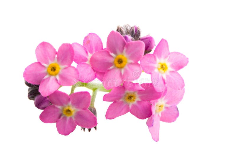 Pink Forget-me-not Isolated Stock Photo - Image of natural, botanical ...
