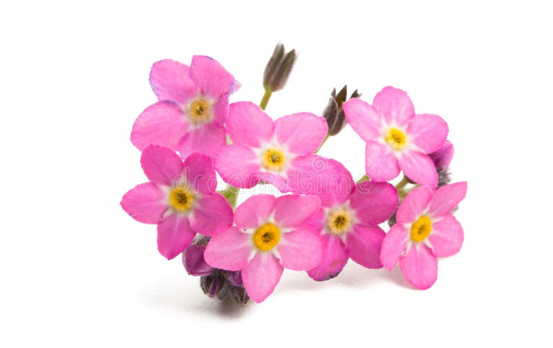 Pink Forget-me-not Isolated Stock Photo - Image of natural, botanical ...